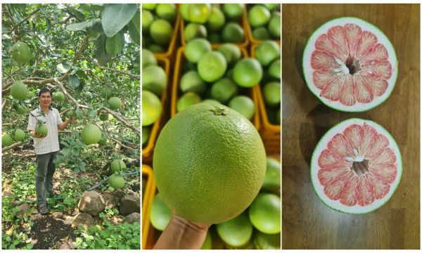 Vietnamese Pomelo Fruit Types - Pomelo - Song Nam ITD Co.,Ltd